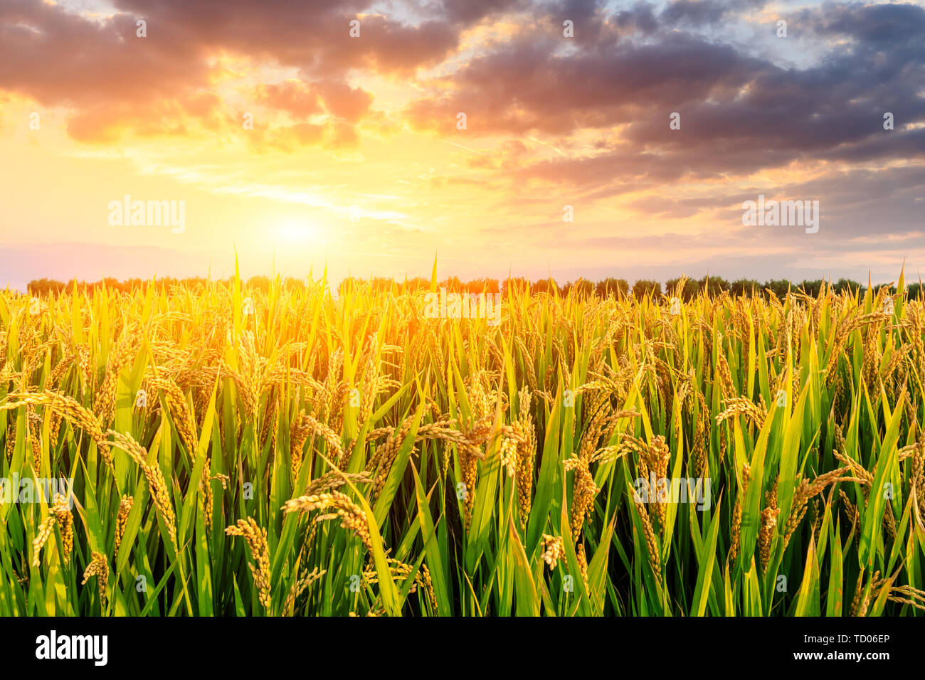Ripe rice field and sky background at sunset time with sun rays Stock ...