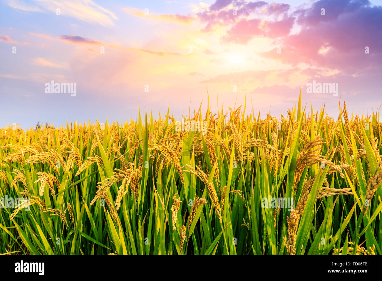Ripe rice field and sky background at sunset time with sun rays Stock ...