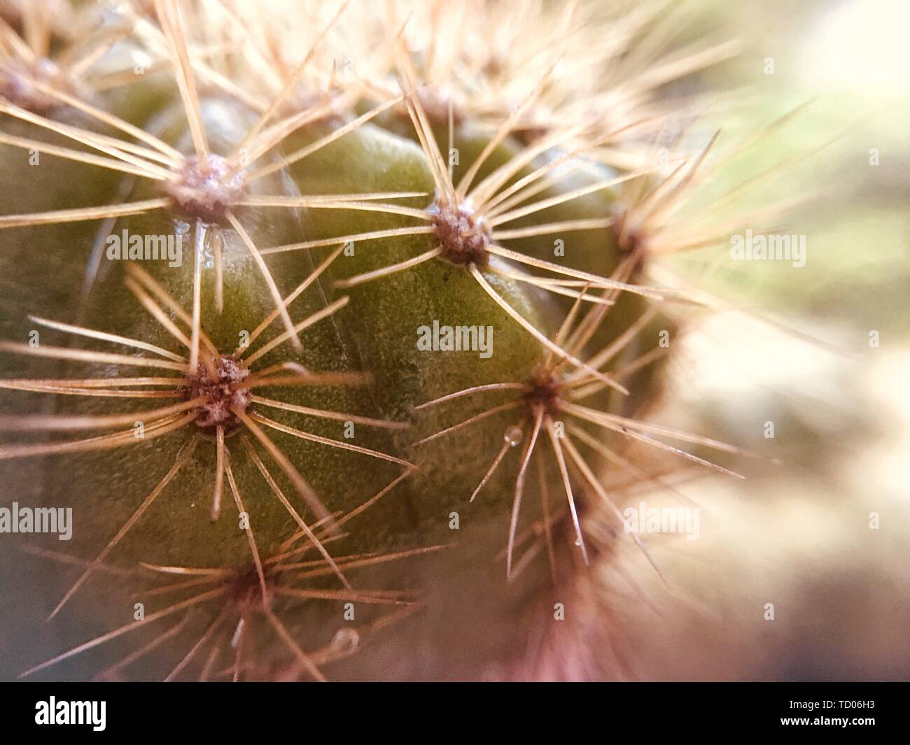 Warts cactus hi-res stock photography and images - Alamy