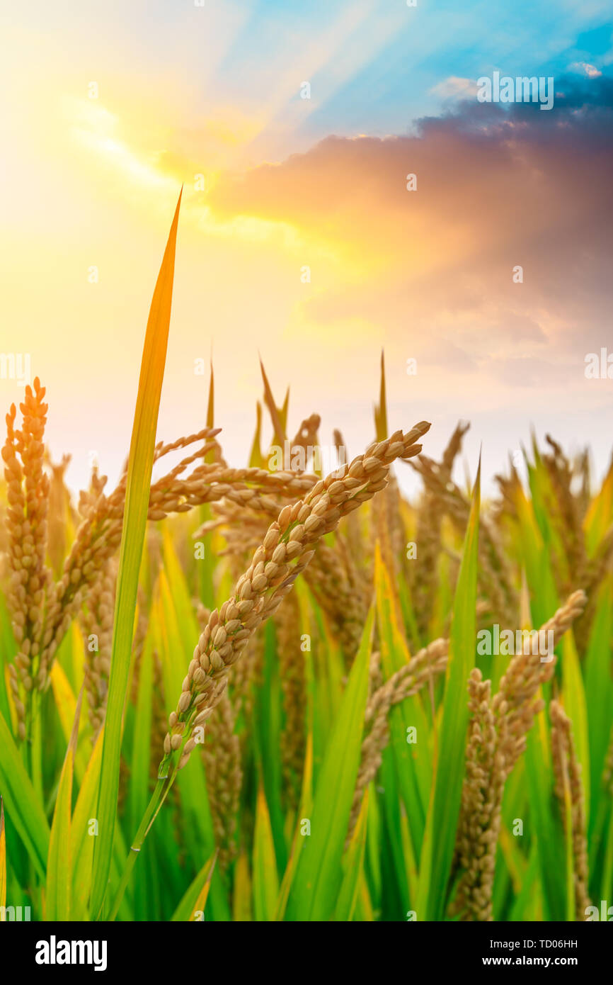 Ripe rice field and sky background at sunset time with sun rays Stock ...