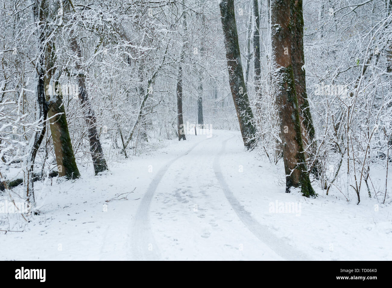 Netherlands jungle hi-res stock photography and images - Alamy