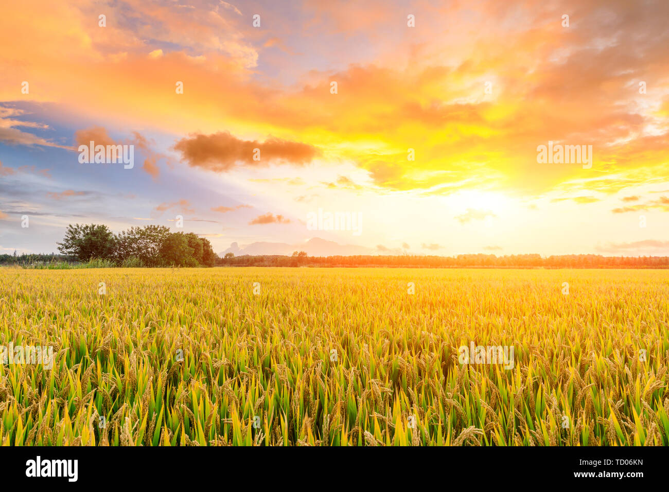 Ripe rice field and sky background at sunset time with sun rays Stock ...