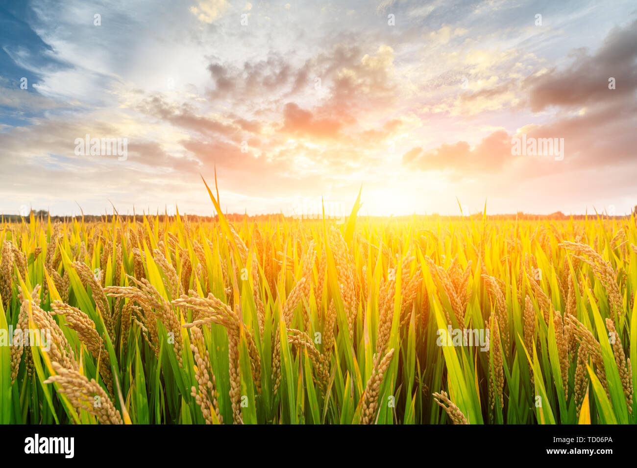 Ripe rice field and sky background at sunset time with sun rays Stock ...