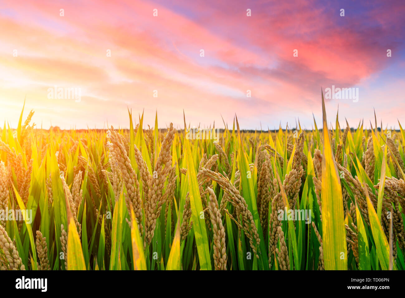 Ripe rice field and sky background at sunset time with sun rays Stock ...