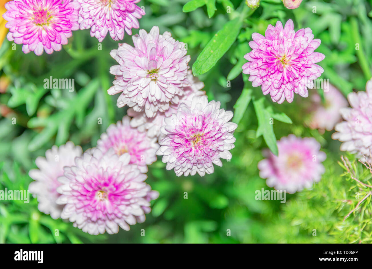 Margarita ornamental hi-res stock photography and images - Alamy