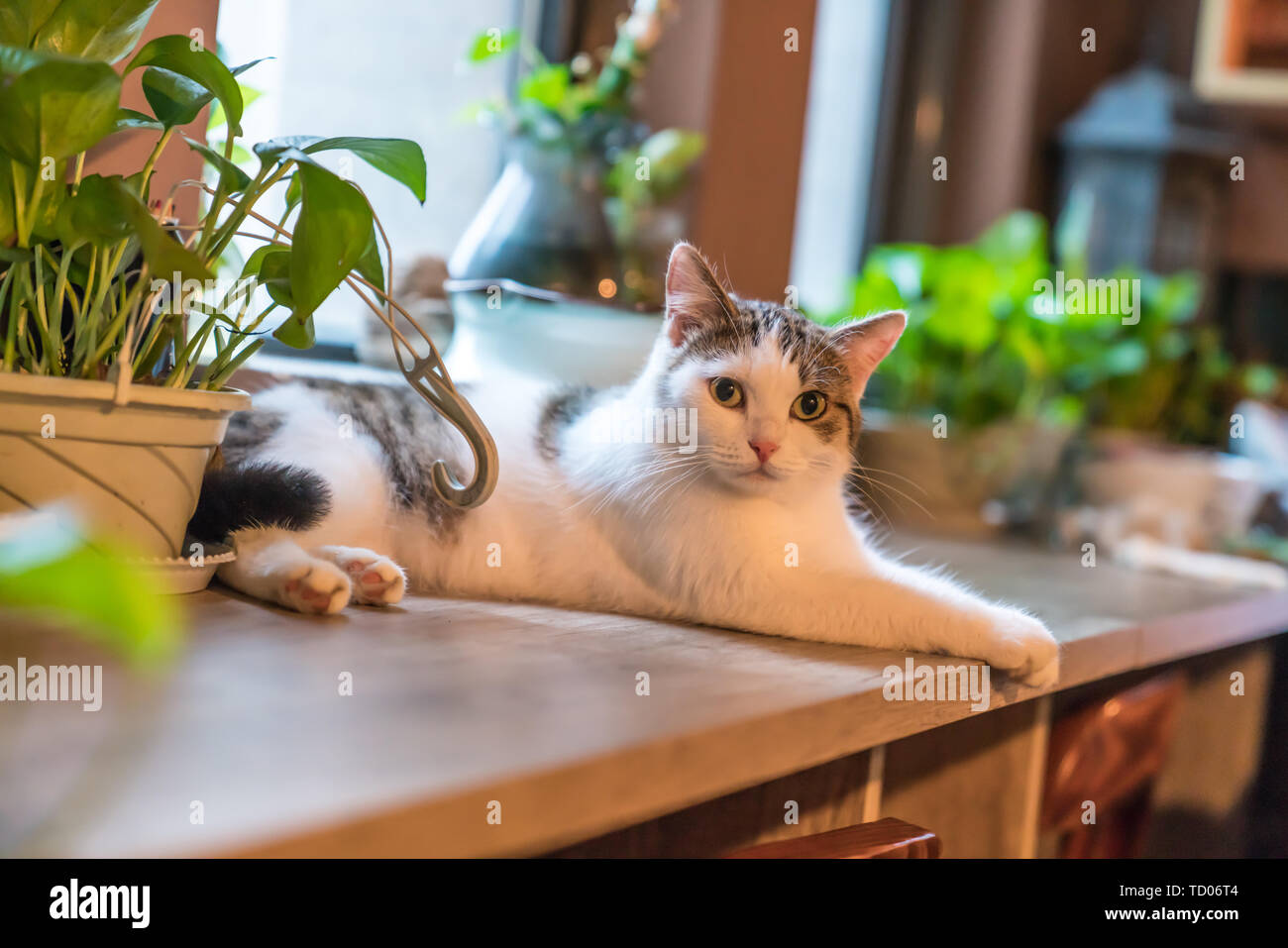 Cute charming cat in the cafe Stock Photo - Alamy