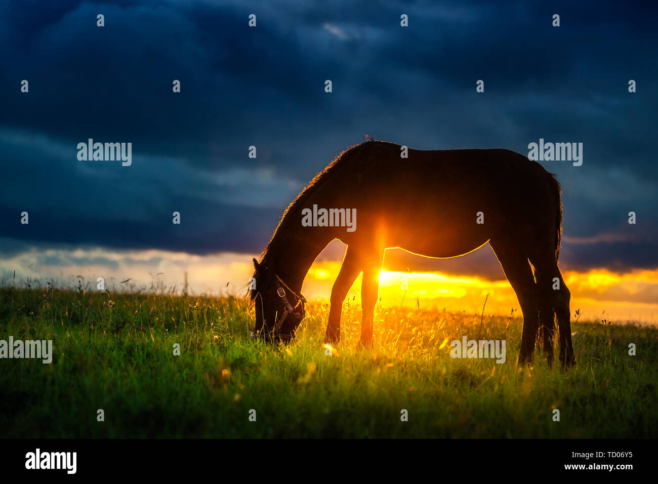 The steed on the ranch Stock Photo - Alamy