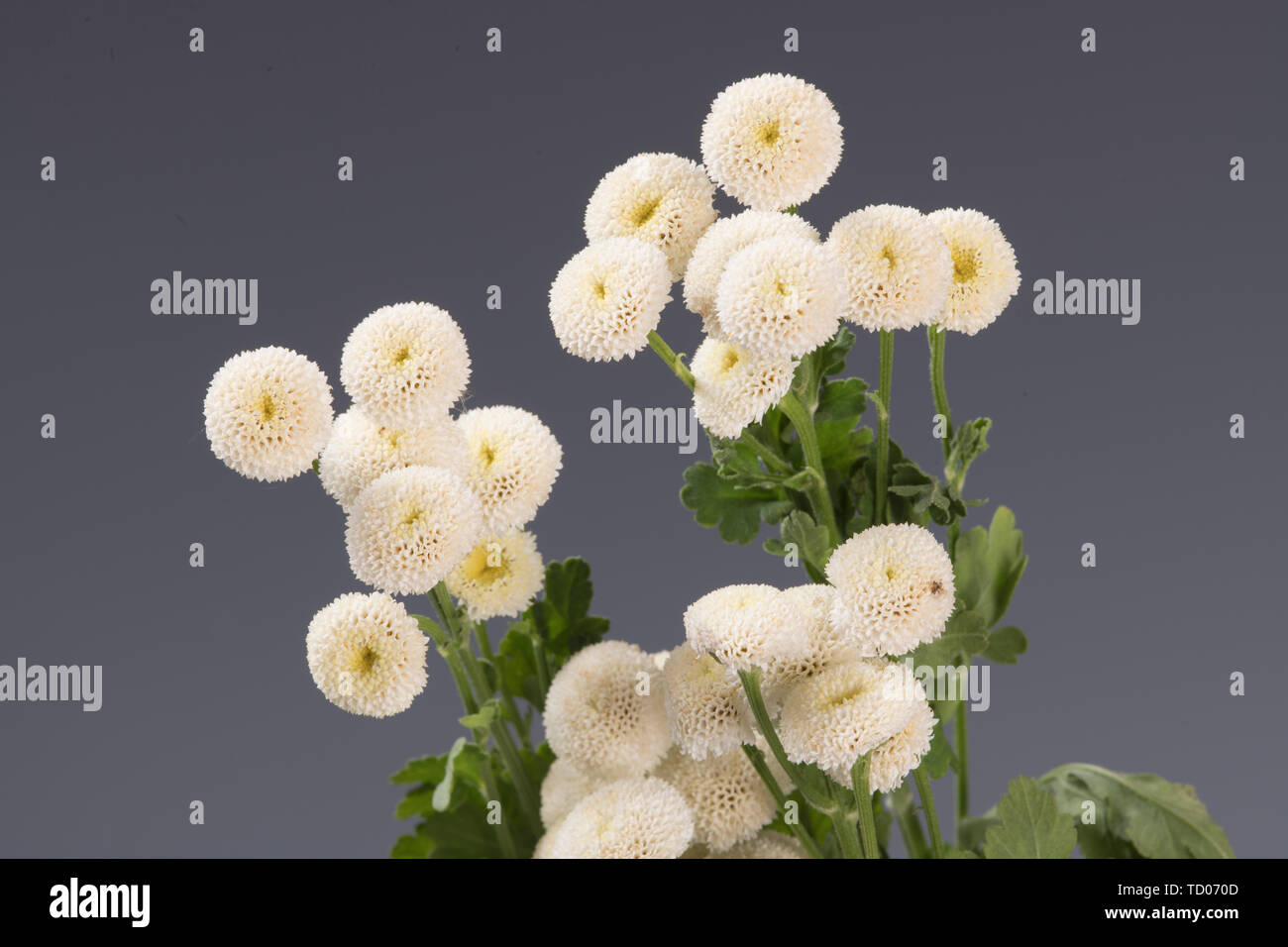 Mini daisy hi-res stock photography and images - Alamy