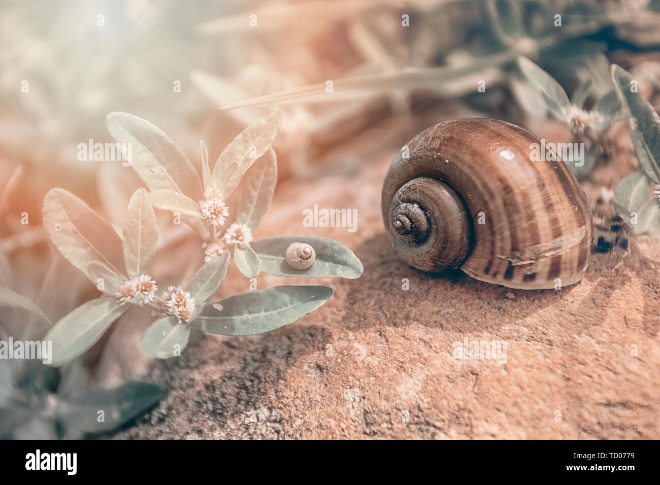 The mother-son snail looks at each other through the flowers and leaves ...