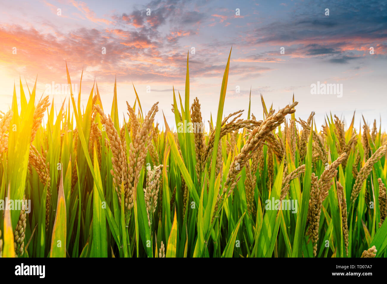 Ripe rice field and sky background at sunset time with sun rays Stock ...