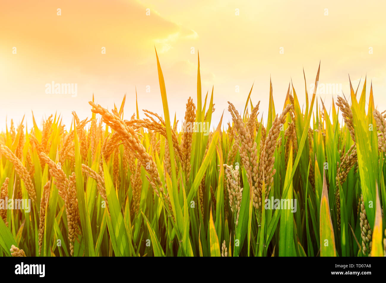 Ripe rice field and sky background at sunset time with sun rays Stock ...