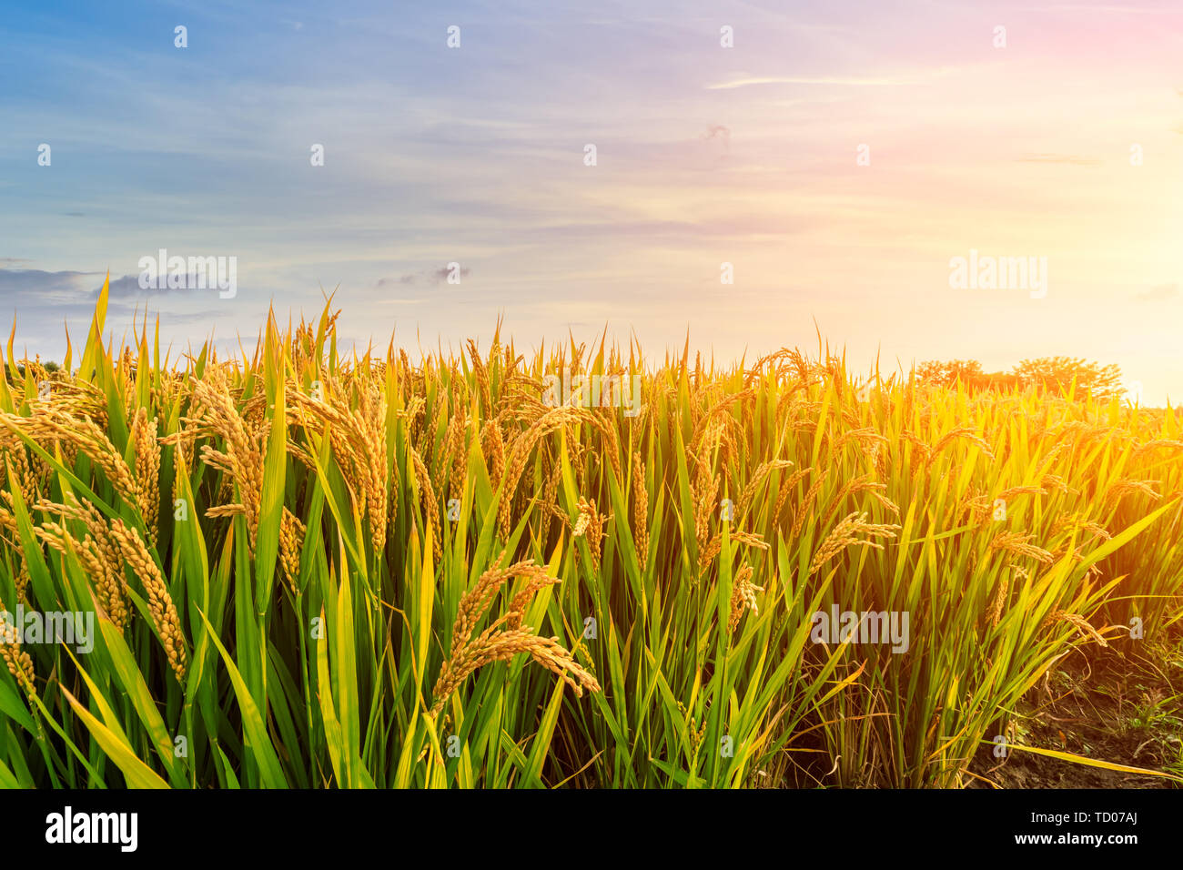 Ripe rice field and sky background at sunset time with sun rays Stock ...