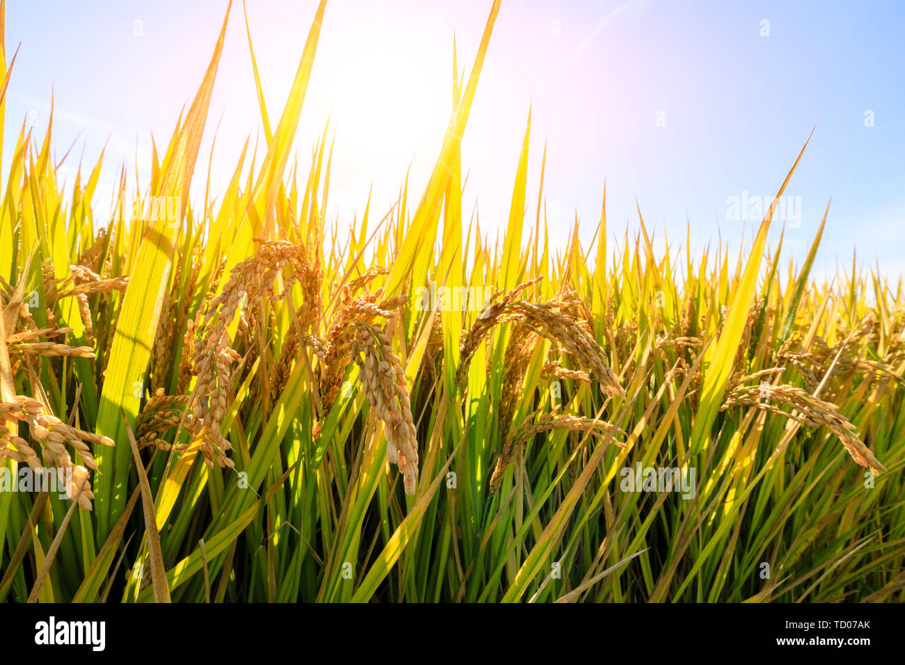 Ripe rice field and sky landscape on the farm Stock Photo - Alamy