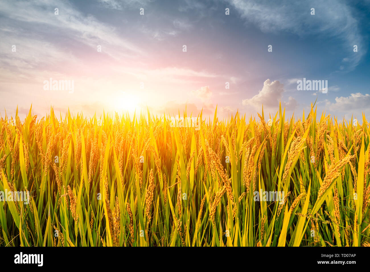 Ripe rice field and sky background at sunset time with sun rays Stock ...