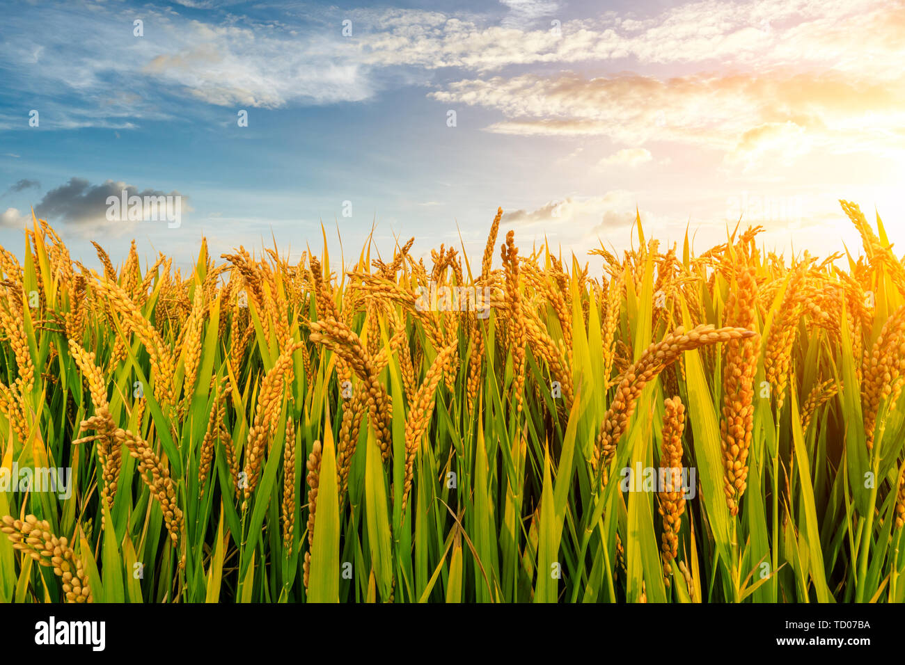 Ripe rice field and sky background at sunset time with sun rays Stock ...