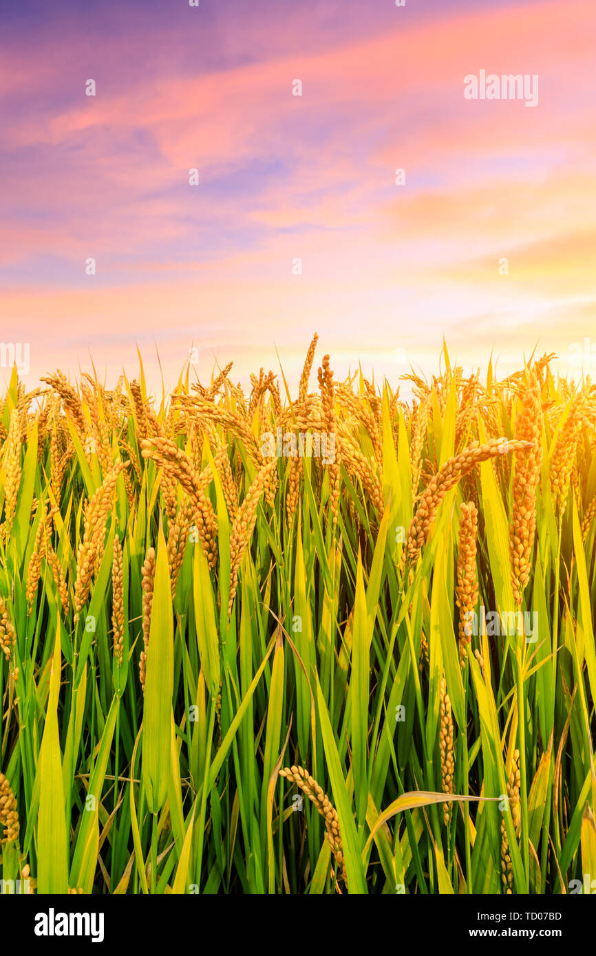 Ripe rice field and sky background at sunset time with sun rays Stock ...