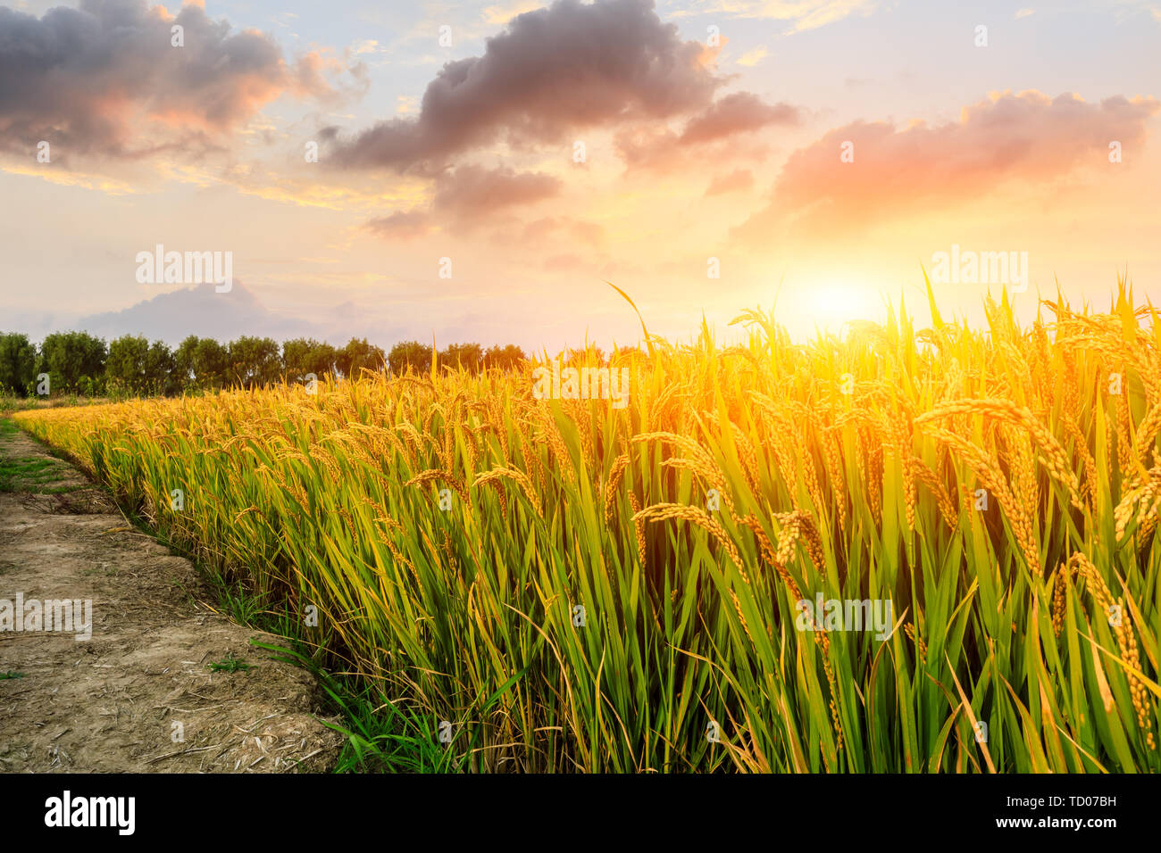Ripe rice field and sky background at sunset time with sun rays Stock ...