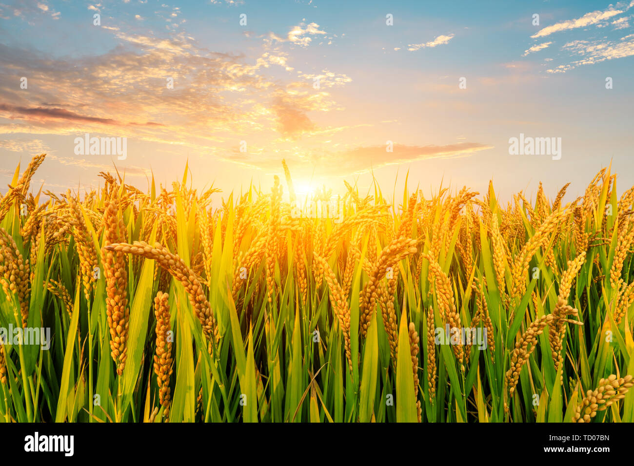Ripe rice field and sky background at sunset time with sun rays Stock ...
