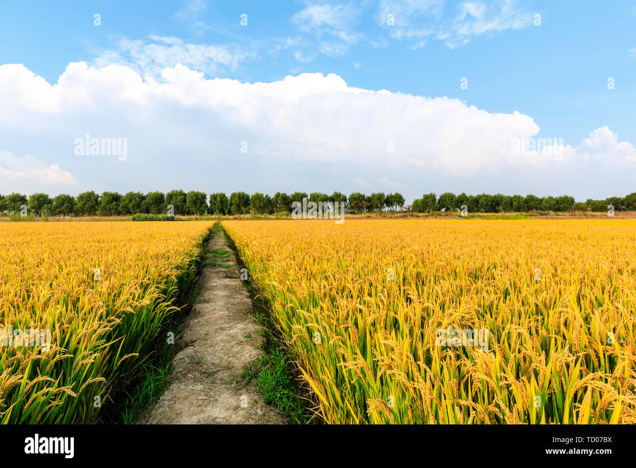 Ripe rice field and sky landscape on the farm Stock Photo - Alamy