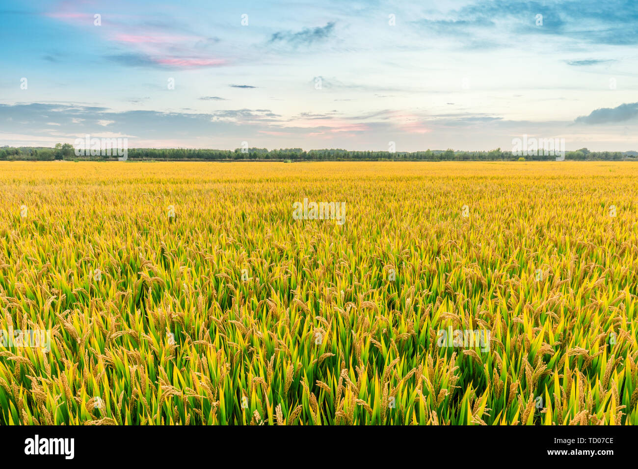 Ripe rice field and sky background at sunset time with sun rays Stock ...