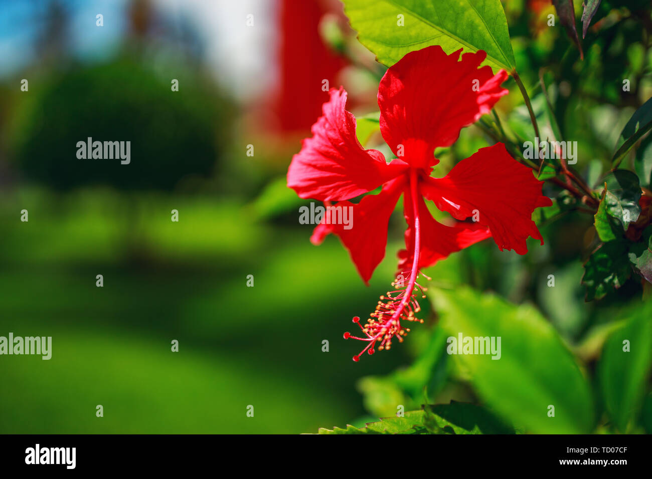 Dominican republic flower red hi-res stock photography and images - Alamy
