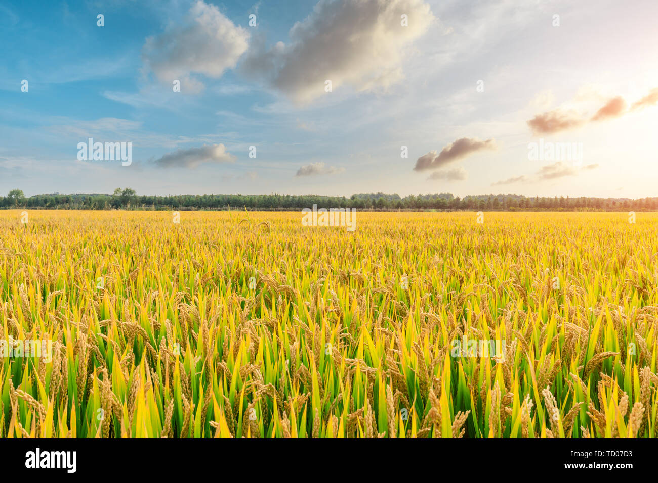 Ripe rice field and sky background at sunset time with sun rays Stock ...