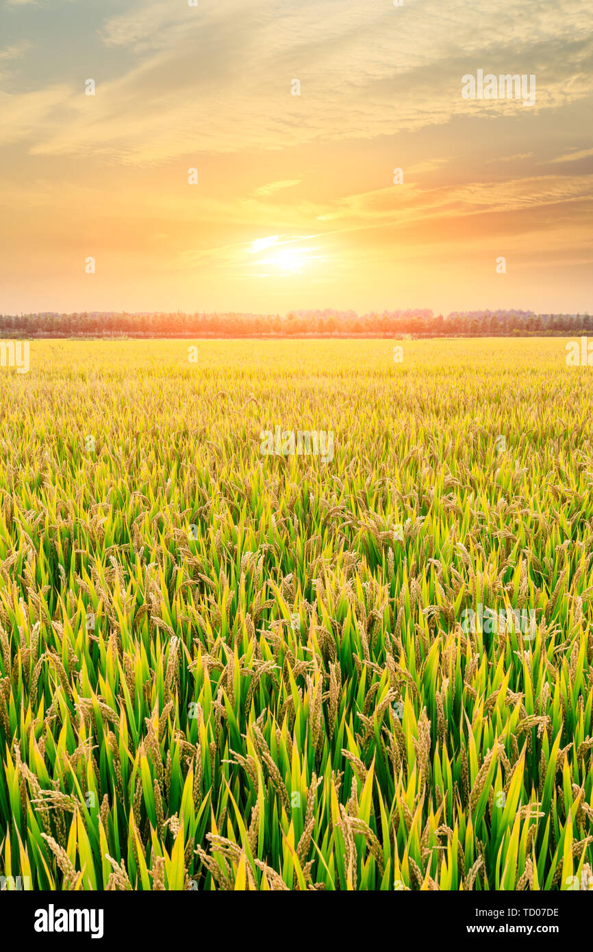 Ripe rice field and sky background at sunset time with sun rays Stock ...