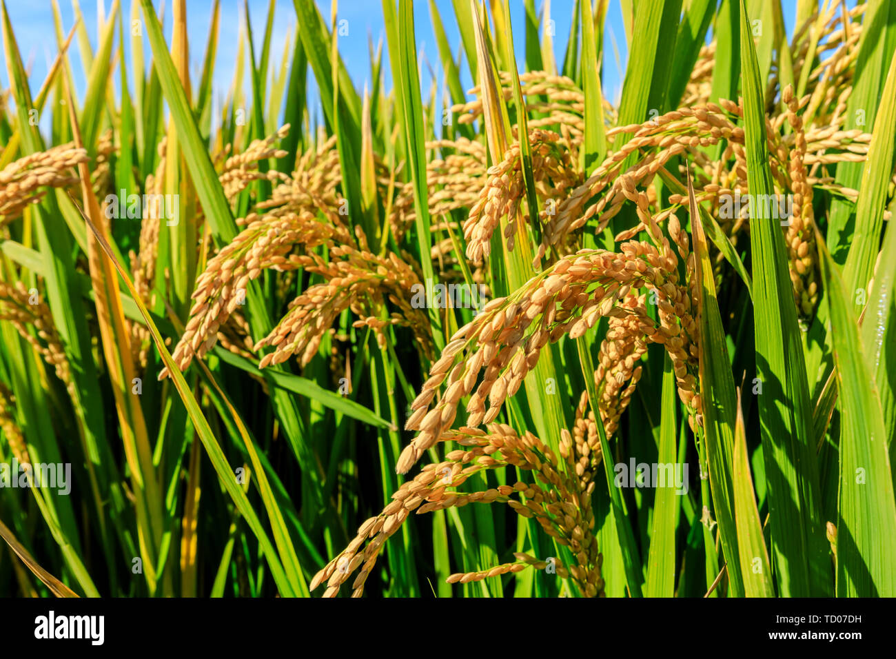 Ripe rice field on the farm Stock Photo - Alamy