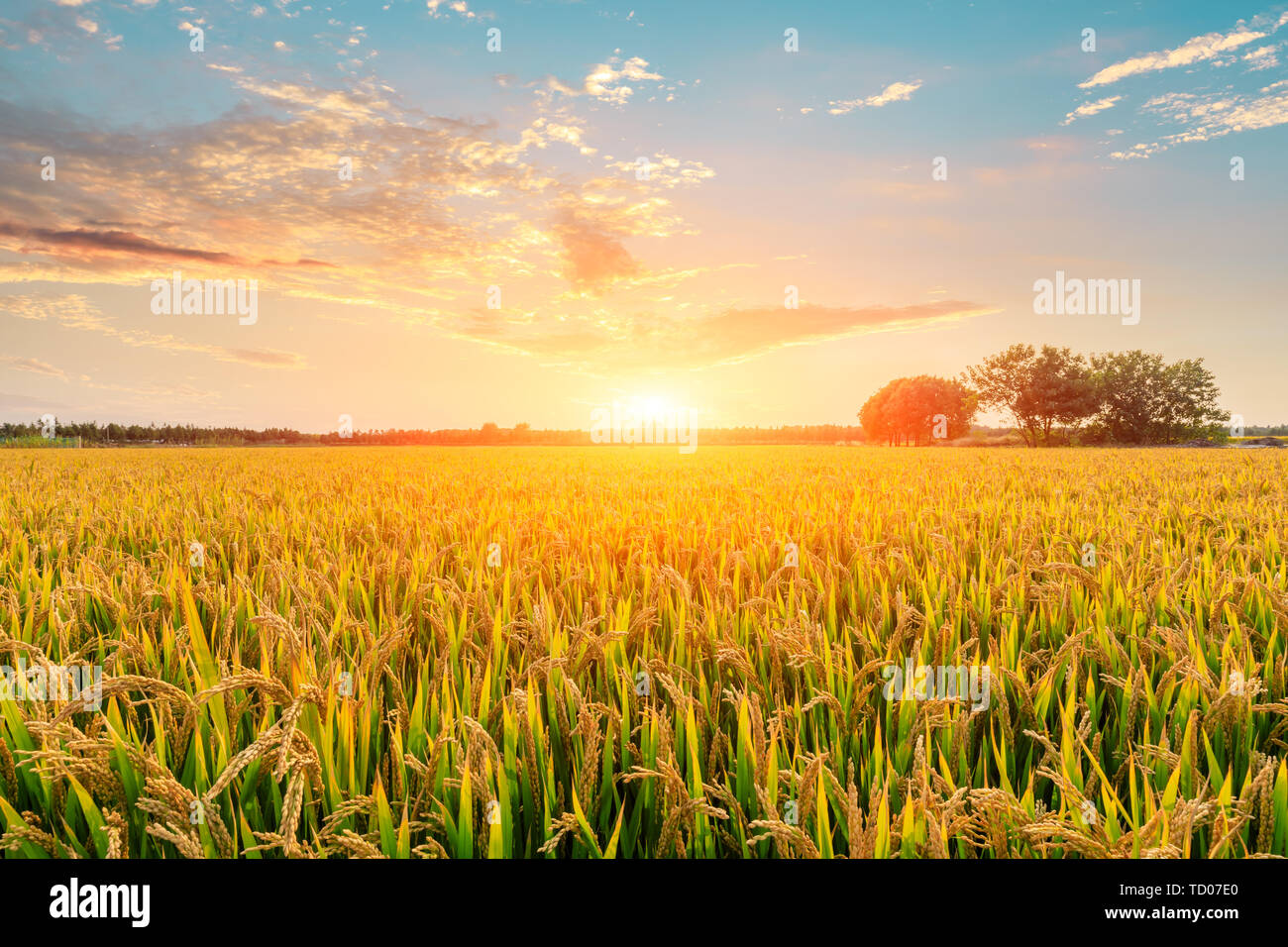 Ripe rice field and sky background at sunset time with sun rays Stock ...