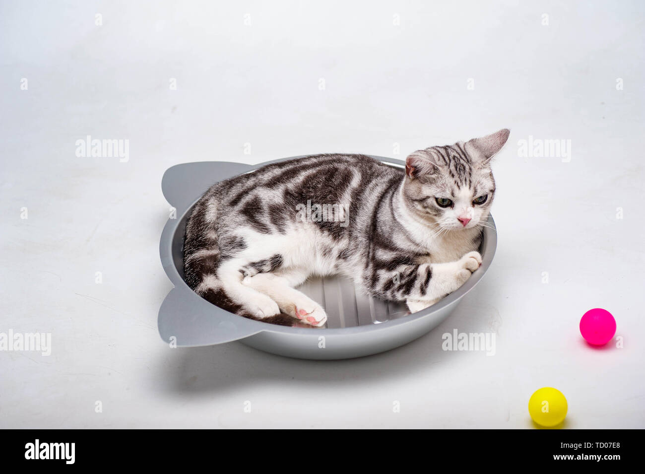 cat, pet, cat, animal, sprouting Stock Photo - Alamy