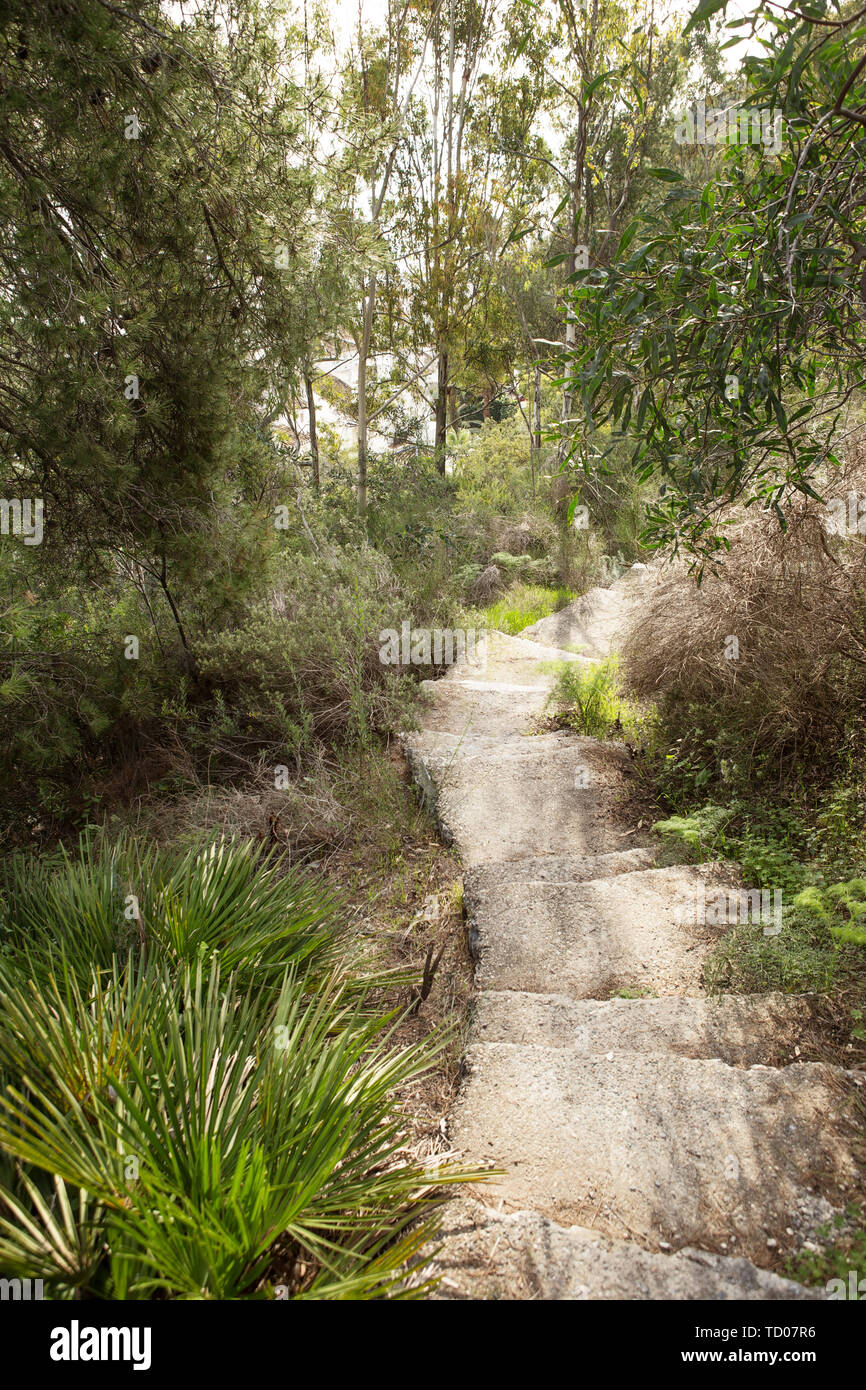stone path going down a hill side in a forest in spain just outside ...