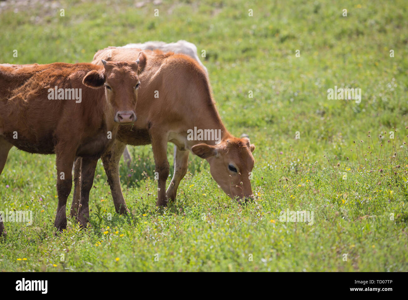 Close-up of calf in green field lit by sun with fresh summer grass on ...