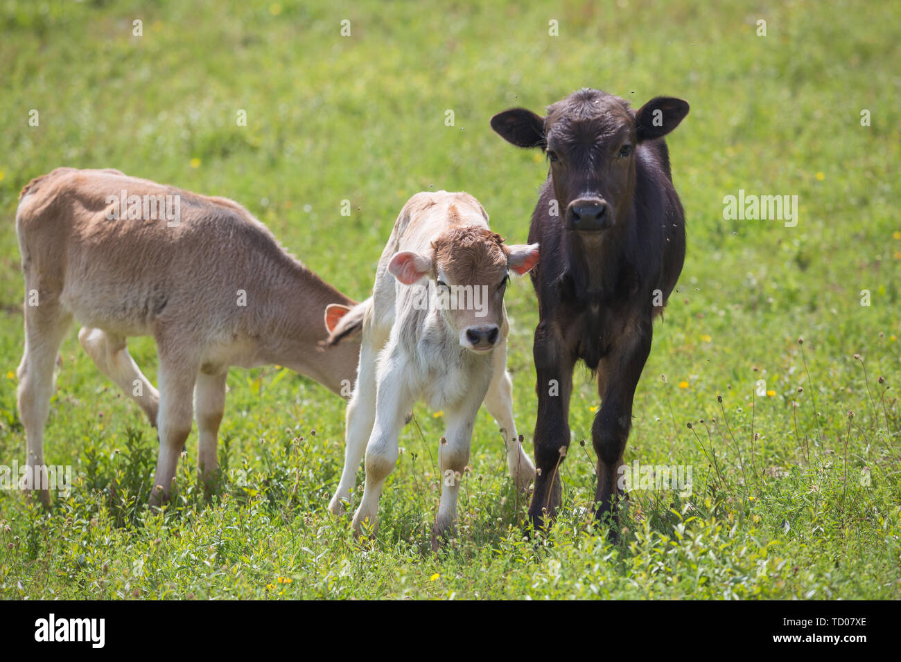 Close-up of calf in green field lit by sun with fresh summer grass on ...