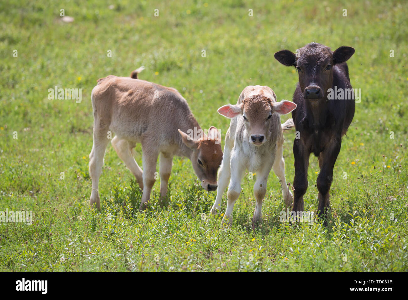 Close-up of calf in green field lit by sun with fresh summer grass on ...