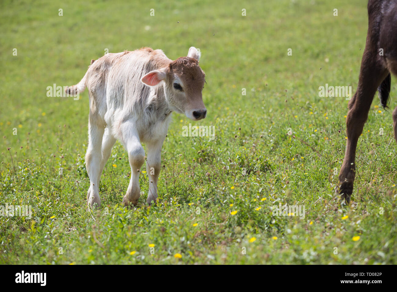 Close-up of calf in green field lit by sun with fresh summer grass on ...
