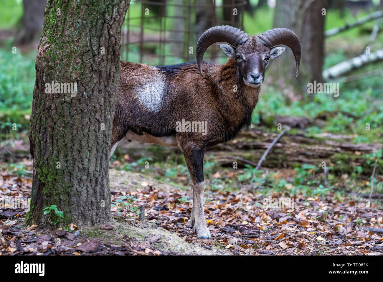 European mouflon, Ovis orientalis musimon. Wildlife animal Stock Photo ...