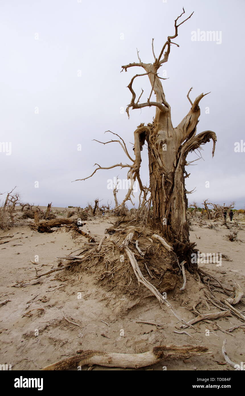 Poplar dead wood in Ejina, Inner Mongolia Stock Photo - Alamy