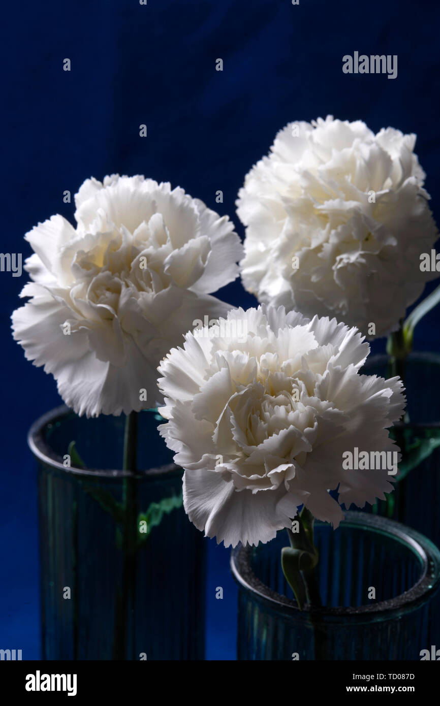 Carnation ornaments hi-res stock photography and images - Alamy