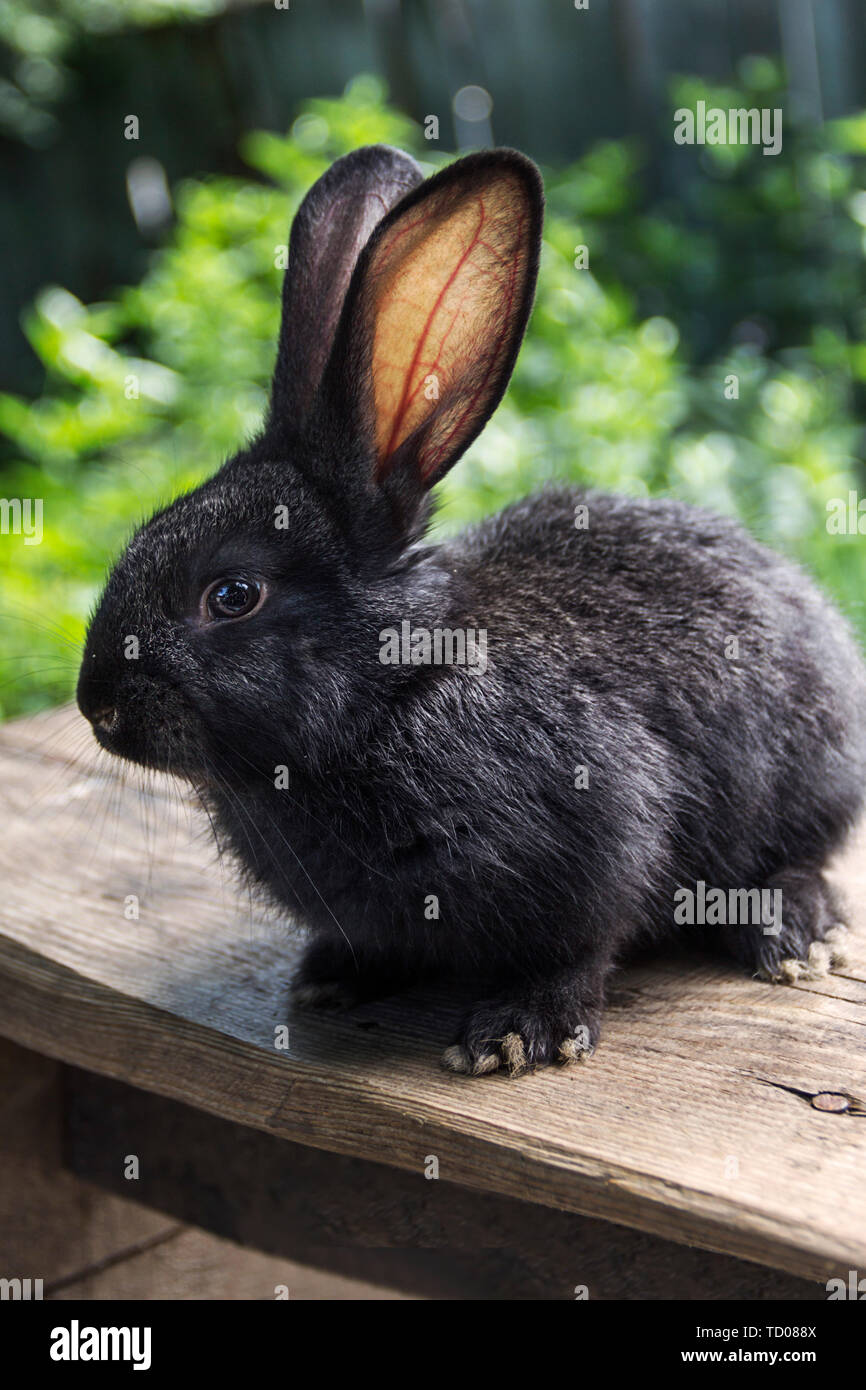 Fluffy rabbit home on the plot closer to the natural habitat Stock ...