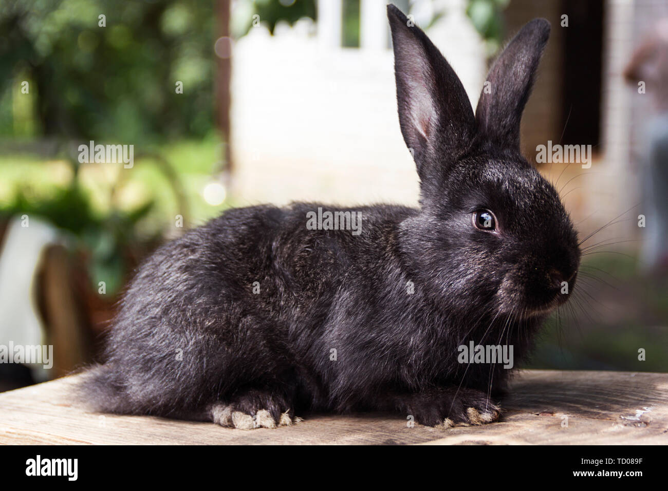 Rabbit hutch home hi-res stock photography and images - Alamy