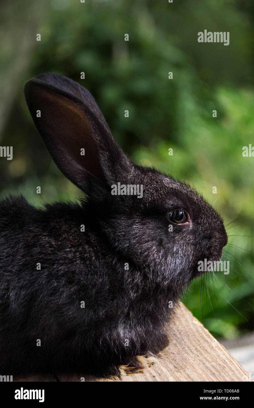 Rabbit hutch home hi-res stock photography and images - Alamy