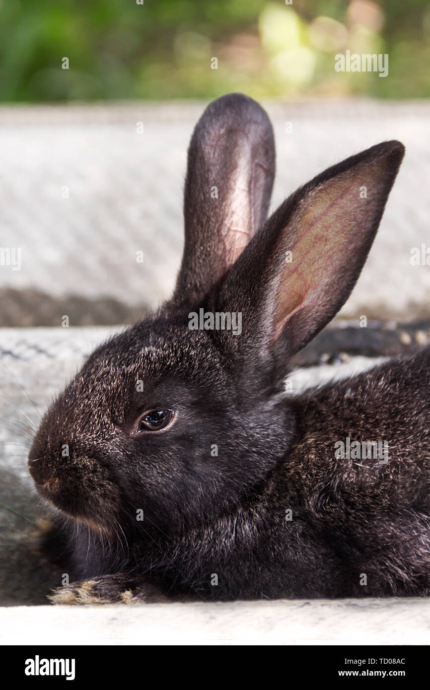 Fluffy rabbit home on the plot closer to the natural habitat Stock ...