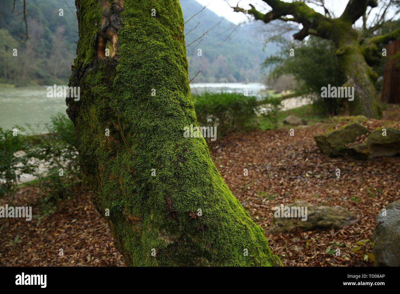 Cherish trees hi-res stock photography and images - Alamy