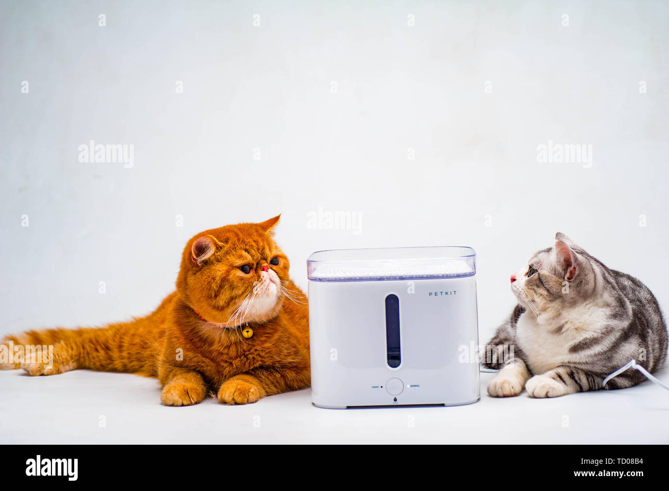 cat, pet, cat, animal, sprouting Stock Photo - Alamy