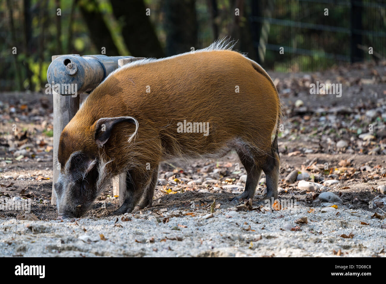 Red river hog, Potamochoerus porcus, also known as the bush pig Stock ...
