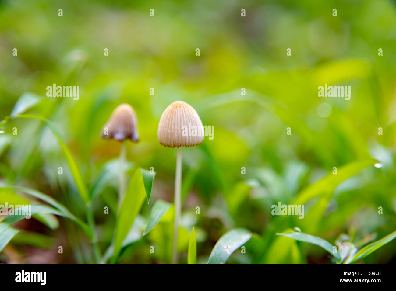 Spring spring rain stings spring equinox wild mushroom insect dew close ...