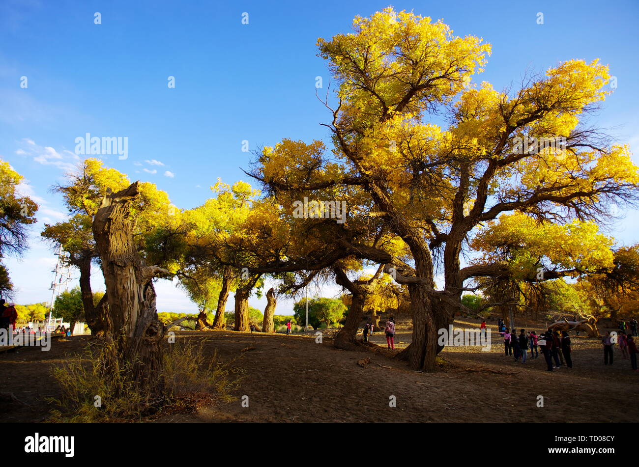 Hu poplar forest in Ejina, Inner Mongolia Stock Photo - Alamy
