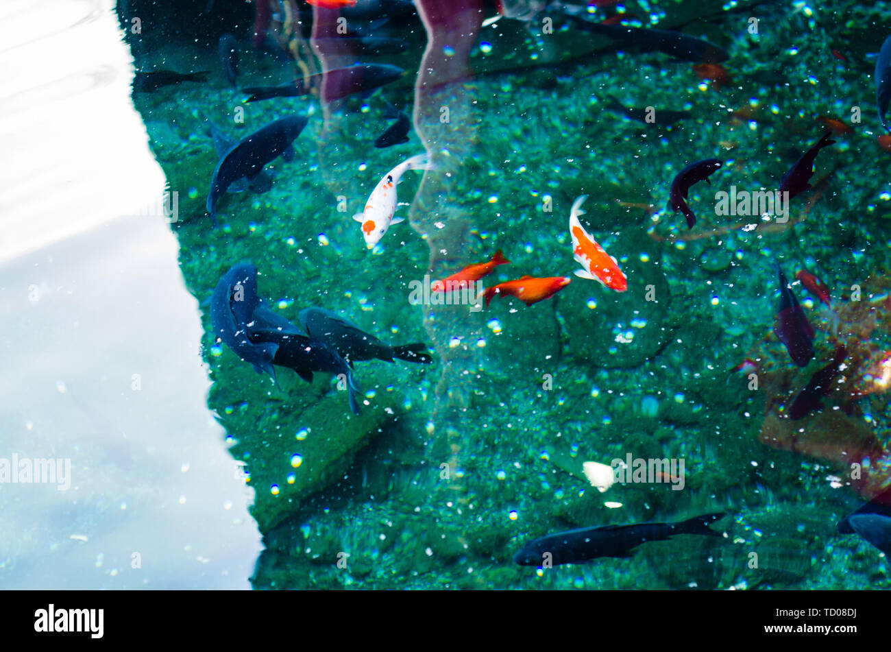 Free swimming fish hi-res stock photography and images - Alamy