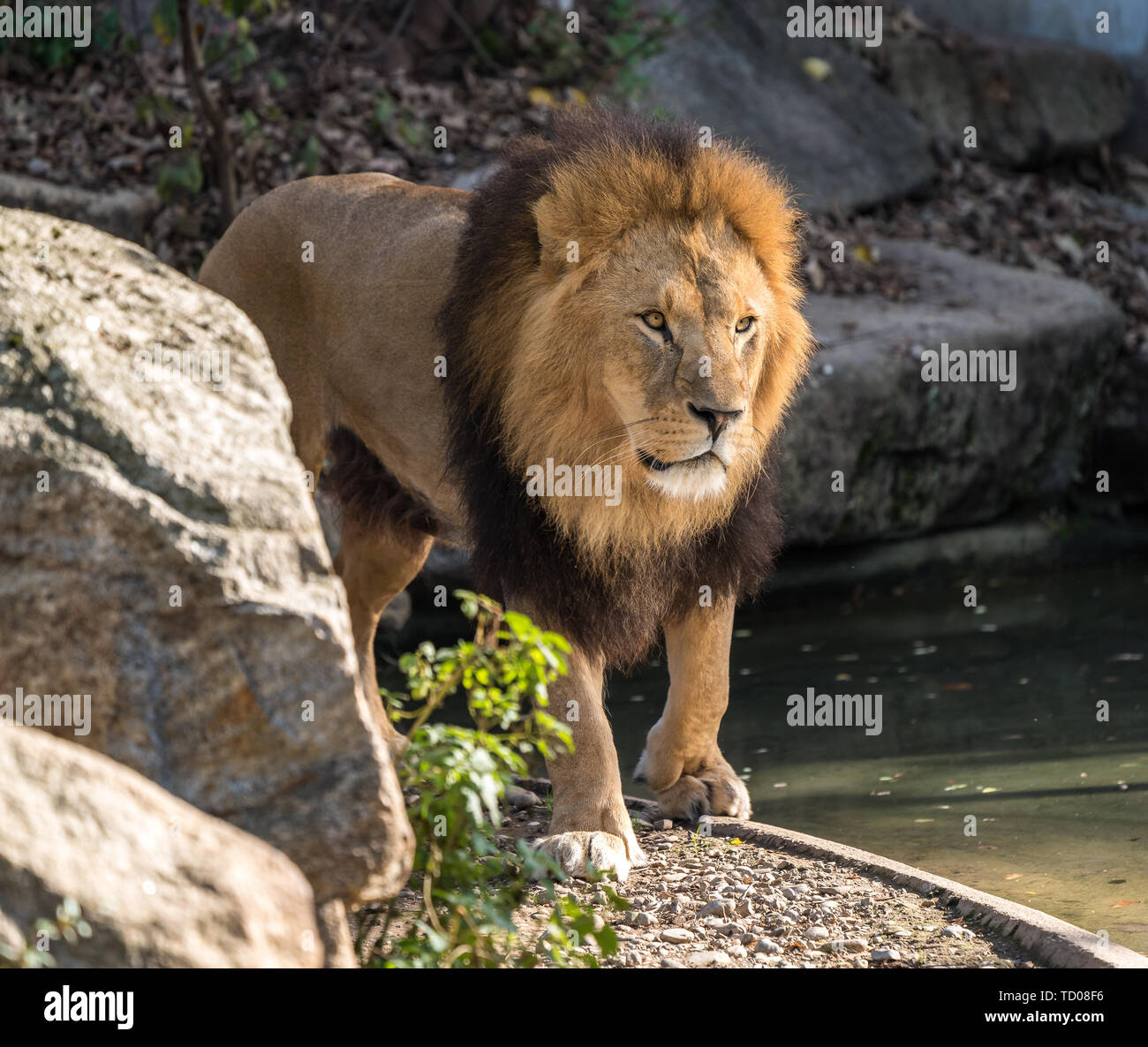 The lion, Panthera leo is one of the four big cats in the genus ...