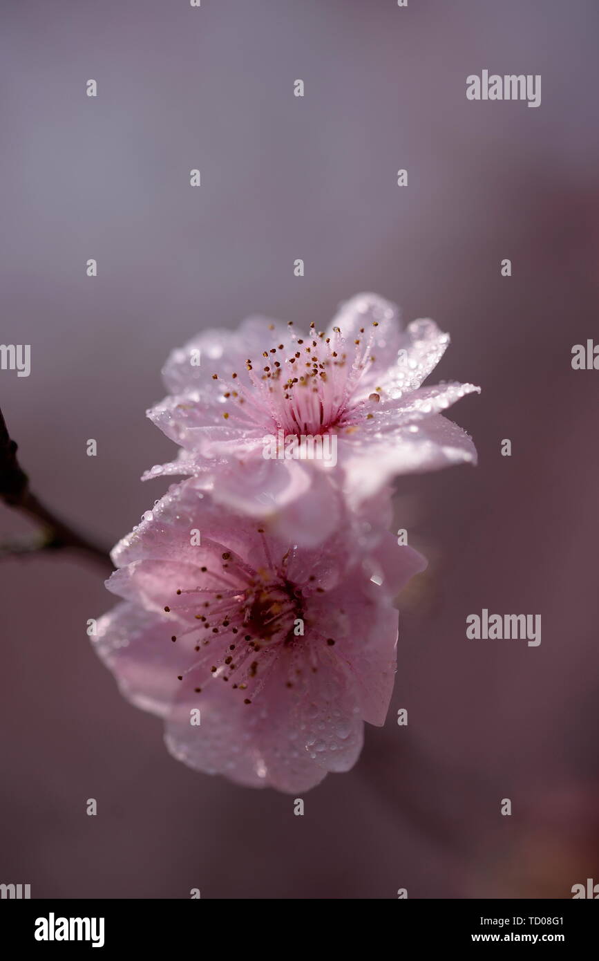 Pink spring plum Stock Photo - Alamy